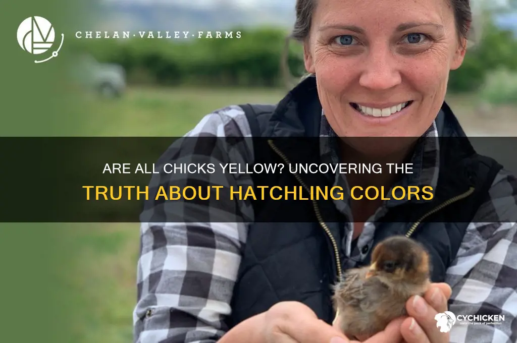Are All Chicks Yellow? Uncovering The Truth About Hatchling Colors ...