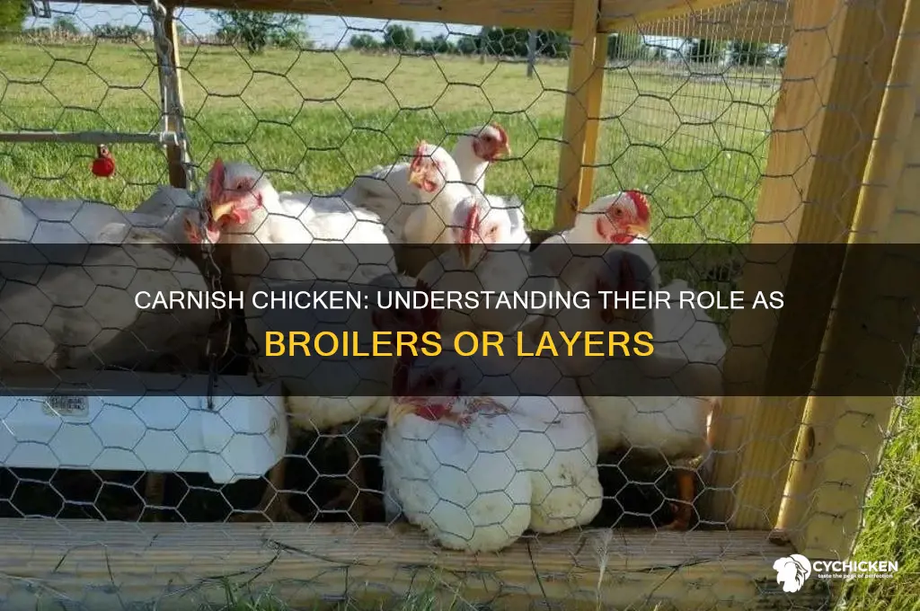 Carnish Chicken: Understanding Their Role As Broilers Or Layers | CyChicken