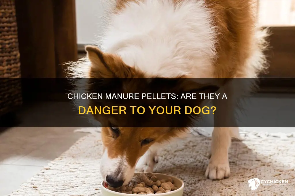 Chicken Manure Pellets: Are They A Danger To Your Dog? | CyChicken