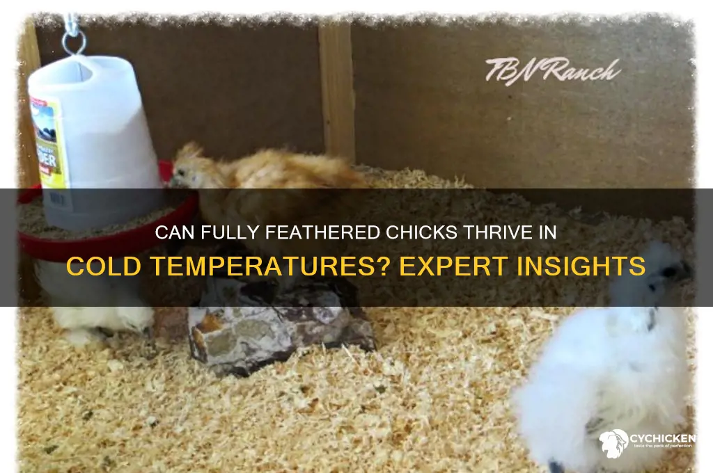 Can Fully Feathered Chicks Thrive In Cold Temperatures? Expert Insights ...