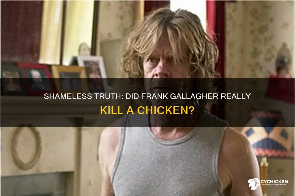 Shameless Truth: Did Frank Gallagher Really Kill A Chicken? | CyChicken
