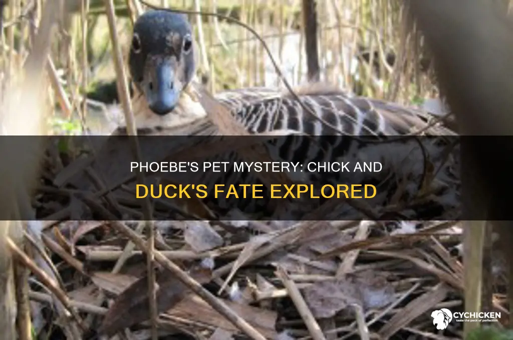 Phoebe's Pet Mystery: Chick And Duck's Fate Explored | CyChicken