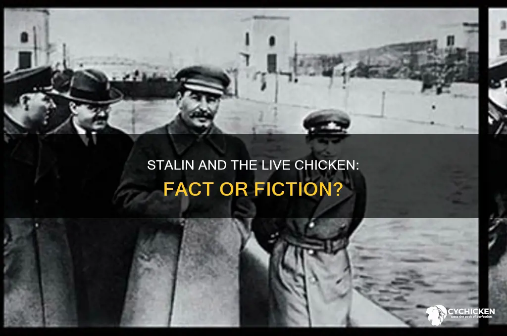 Stalin And The Live Chicken: Fact Or Fiction? | CyChicken