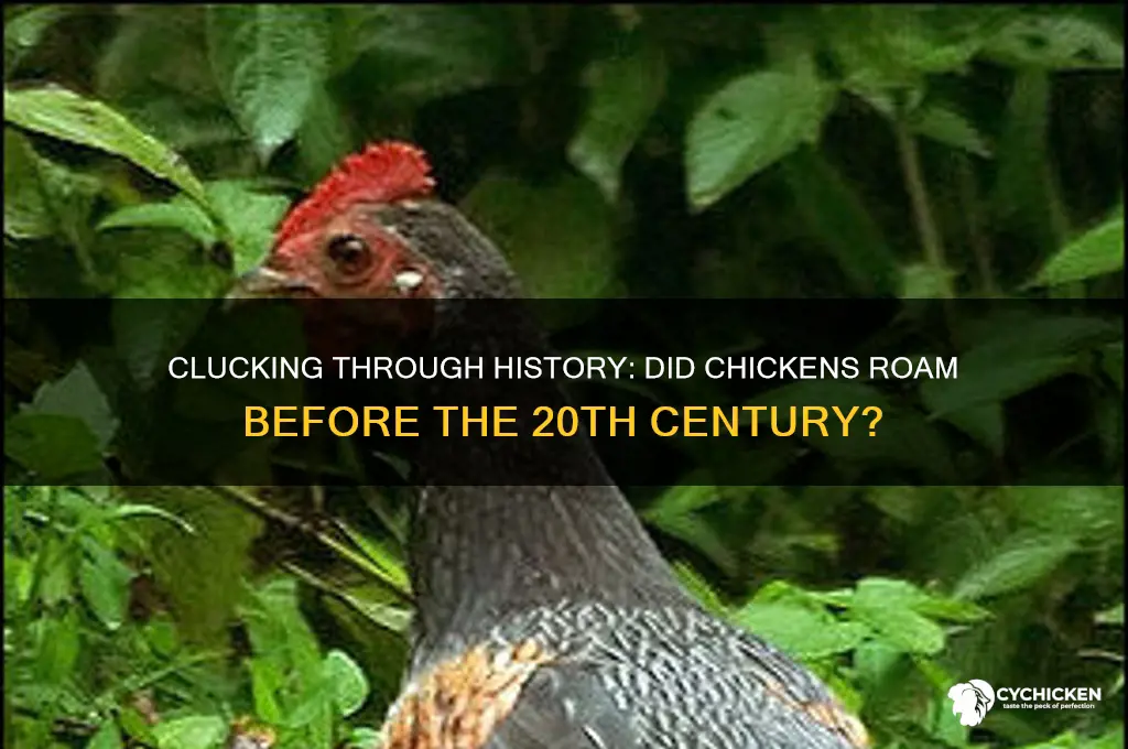 Clucking Through History: Did Chickens Roam Before The 20Th Century ...
