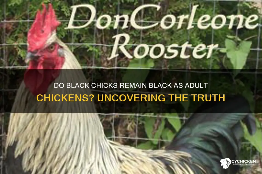 Do Black Chicks Remain Black As Adult Chickens? Uncovering The Truth ...
