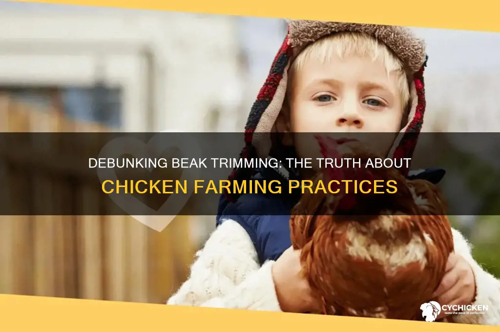 Debunking Beak Trimming: The Truth About Chicken Farming Practices ...