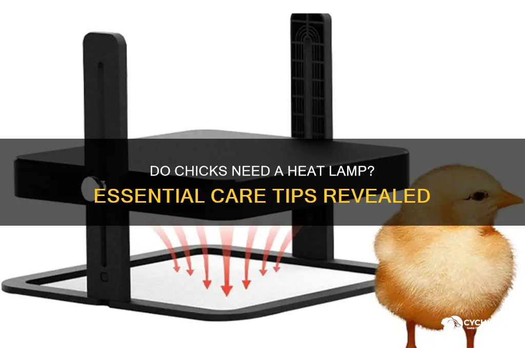 Do Chicks Need A Heat Lamp? Essential Care Tips Revealed | CyChicken