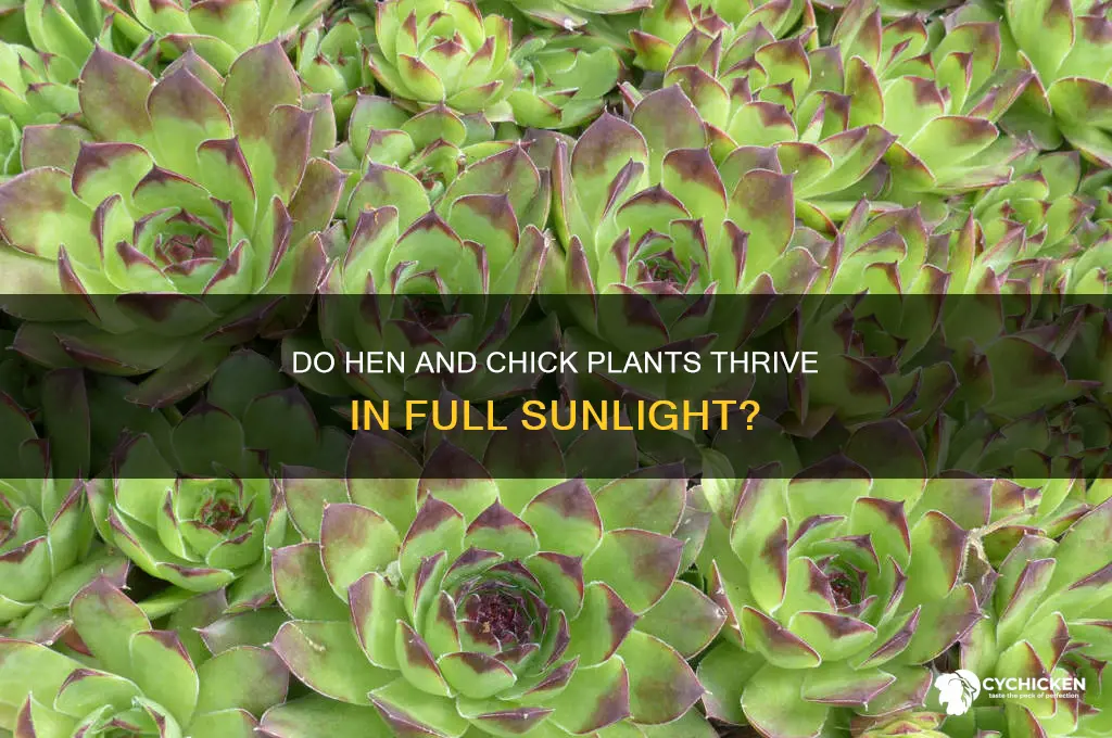 Do Hen And Chick Plants Thrive In Full Sunlight? | CyChicken