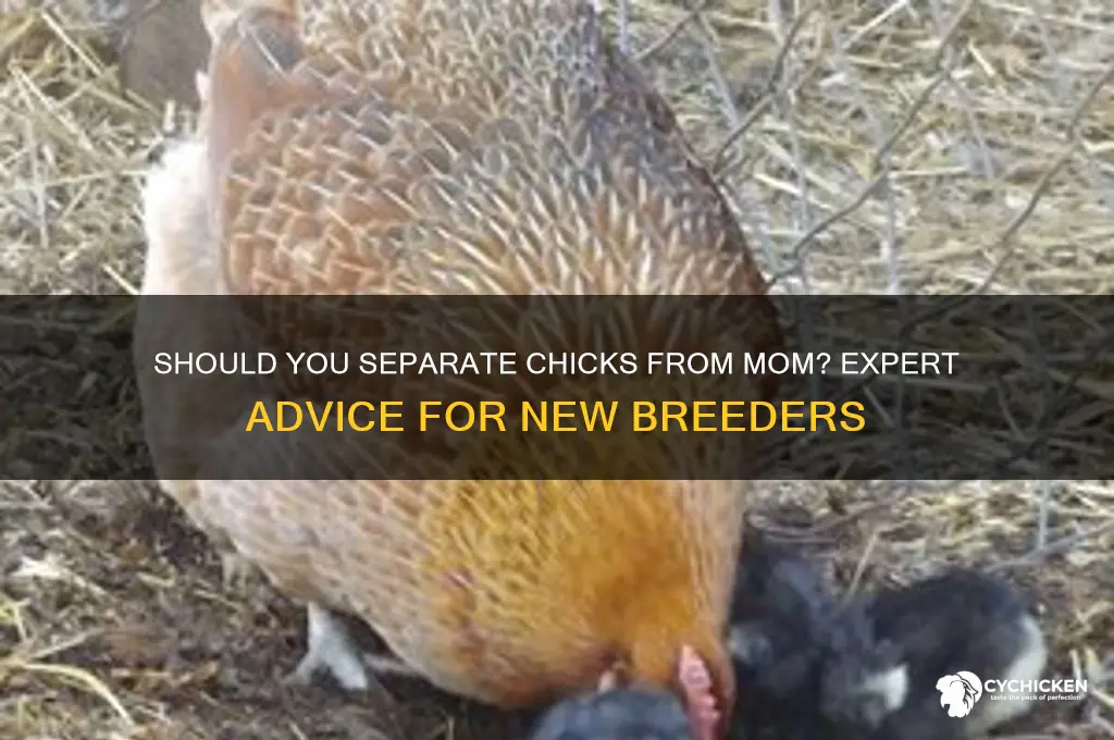Should You Separate Chicks From Mom? Expert Advice For New Breeders ...