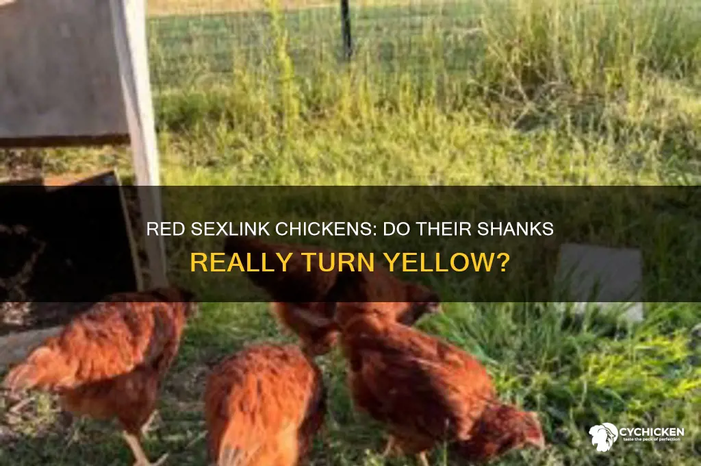 Red Sexlink Chickens: Do Their Shanks Really Turn Yellow? | CyChicken