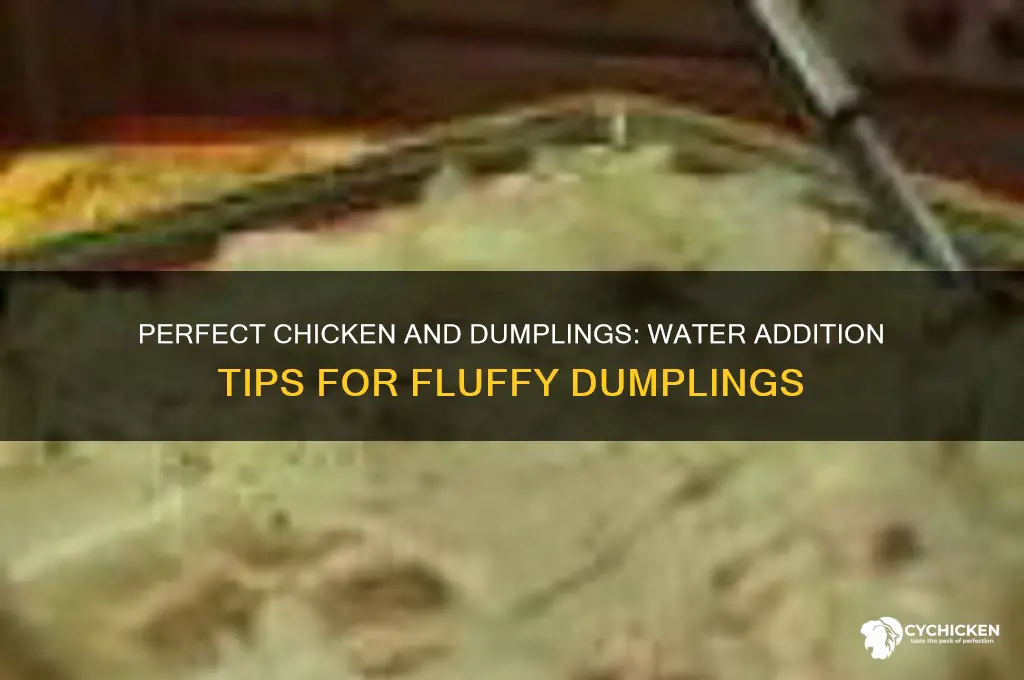 Perfect Chicken And Dumplings: Water Addition Tips For Fluffy Dumplings ...
