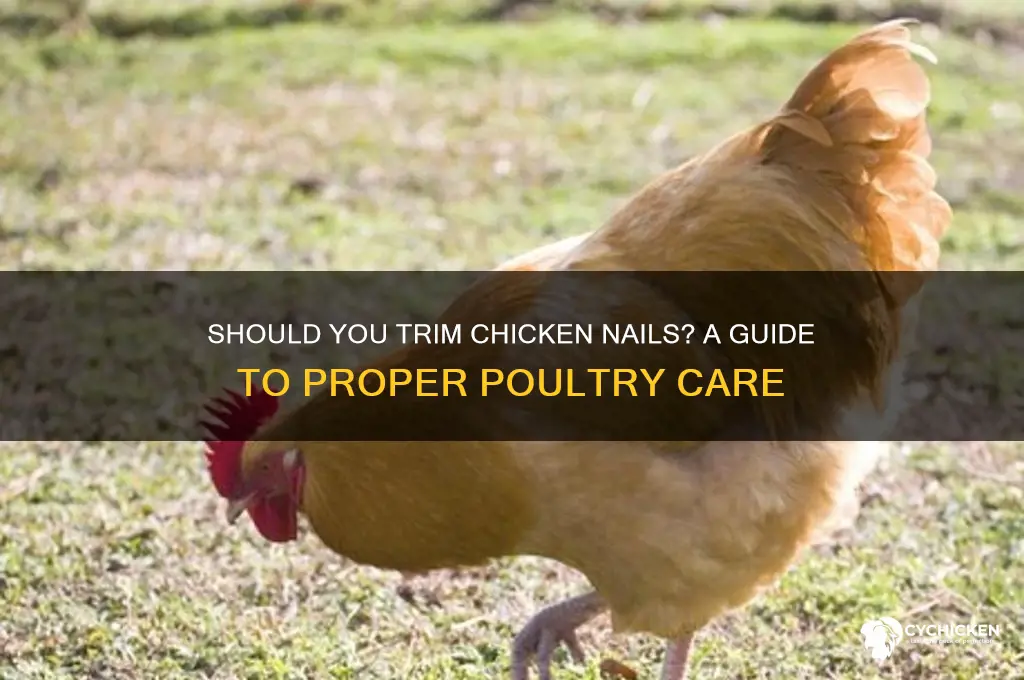 Should You Trim Chicken Nails? A Guide To Proper Poultry Care | CyChicken