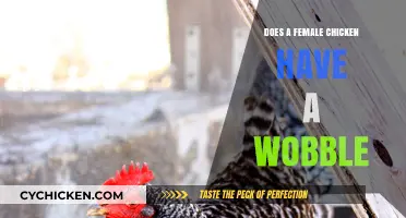 Do Male Chickens Have Penises? Unraveling The Truth About Roosters ...
