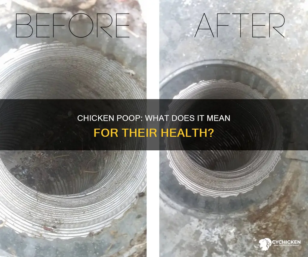 Chicken Poop: What Does It Mean For Their Health? | CyChicken