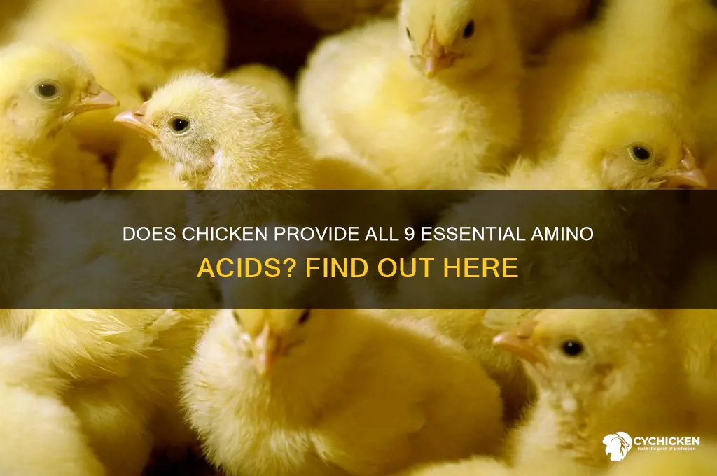 Does Chicken Provide All 9 Essential Amino Acids? Find Out Here | CyChicken