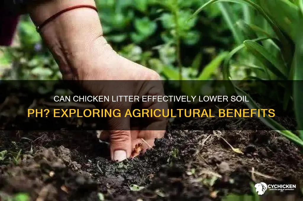 Can Chicken Litter Effectively Lower Soil Ph? Exploring Agricultural ...