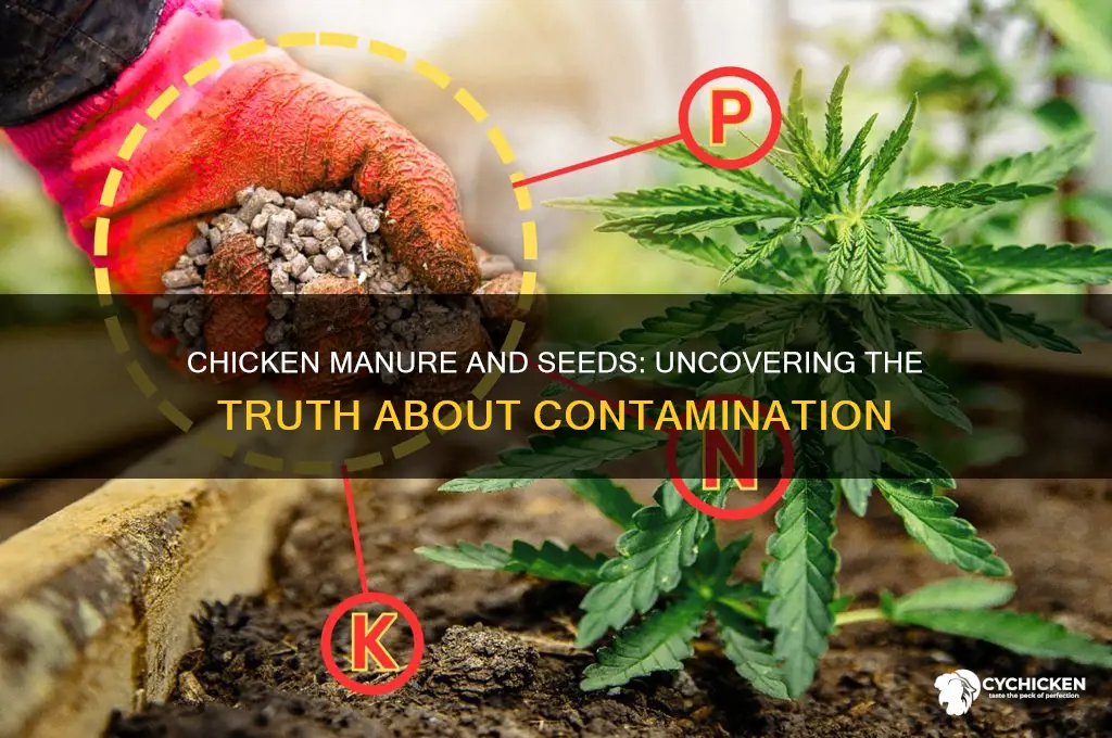 Chicken Manure And Seeds: Uncovering The Truth About Contamination ...