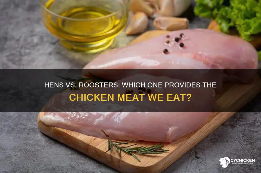 Hens Vs. Roosters: Which One Provides The Chicken Meat We Eat? | CyChicken