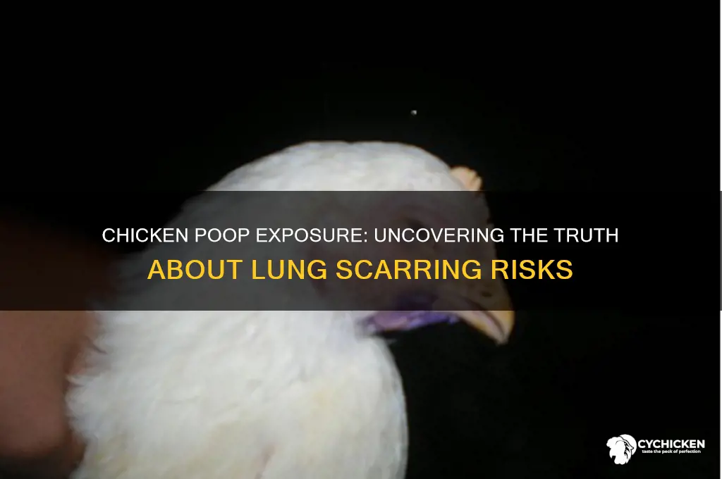 Chicken Poop Exposure: Uncovering The Truth About Lung Scarring Risks ...
