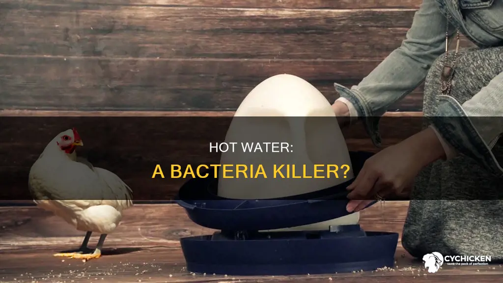 Hot Water: A Bacteria Killer? | CyChicken
