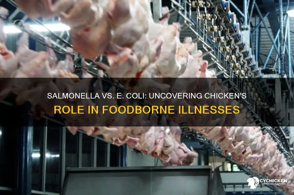 Salmonella Vs. E. Coli: Uncovering Chicken's Role In Foodborne ...