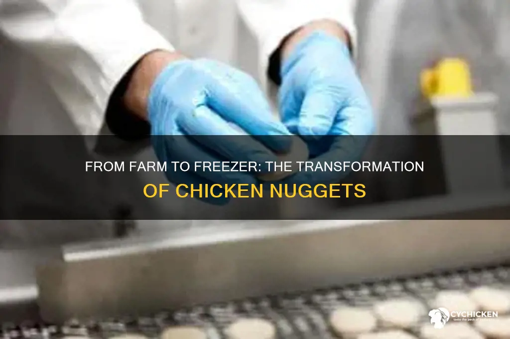 From Farm To Freezer: The Transformation Of Chicken Nuggets | CyChicken