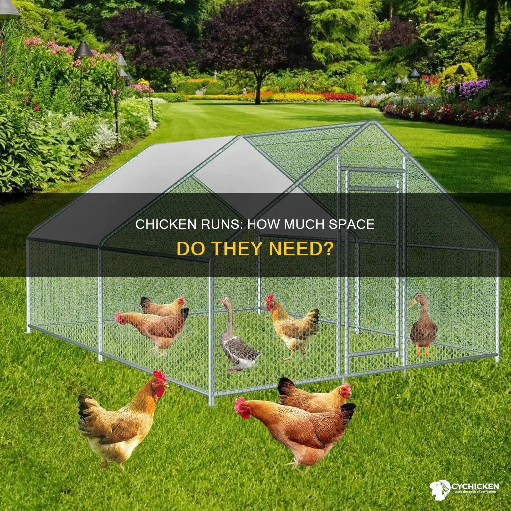 Chicken Runs: How Much Space Do They Need? | CyChicken