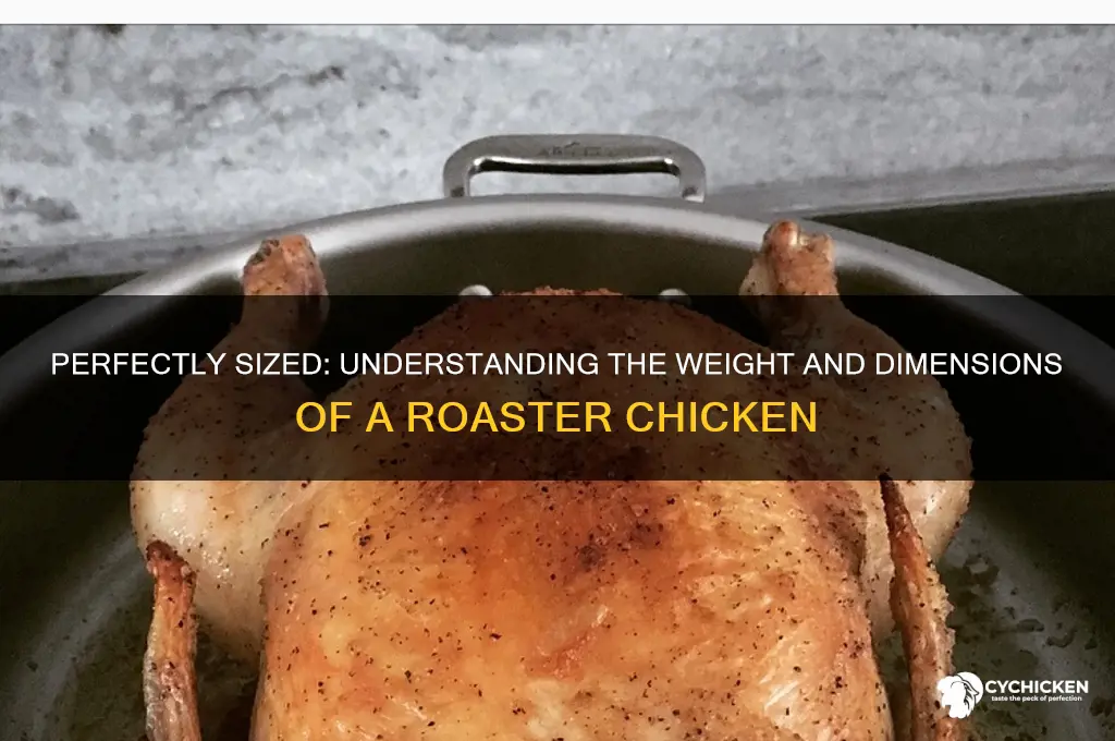 Perfectly Sized: Understanding The Weight And Dimensions Of A Roaster ...