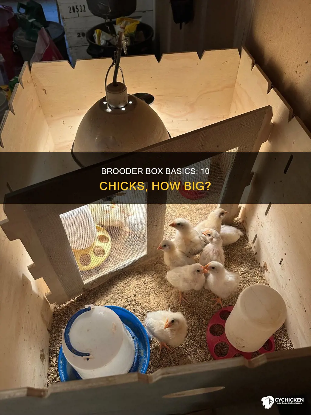 Brooder Box Basics: 10 Chicks, How Big? | CyChicken