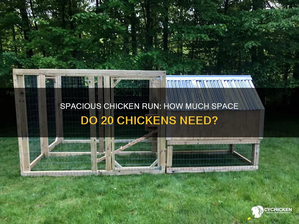 Spacious Chicken Run: How Much Space Do 20 Chickens Need? | CyChicken