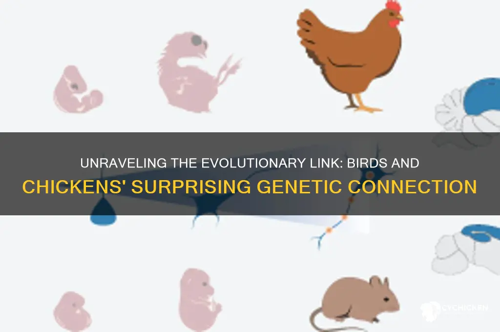 Unraveling The Evolutionary Link: Birds And Chickens' Surprising ...