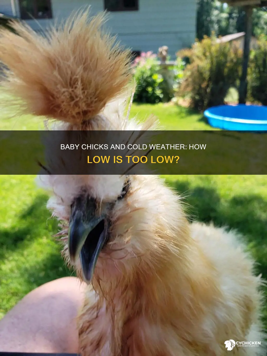 Baby Chicks And Cold Weather: How Low Is Too Low? | CyChicken