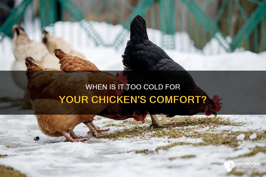 When Is It Too Cold For Your Chicken's Comfort? | CyChicken