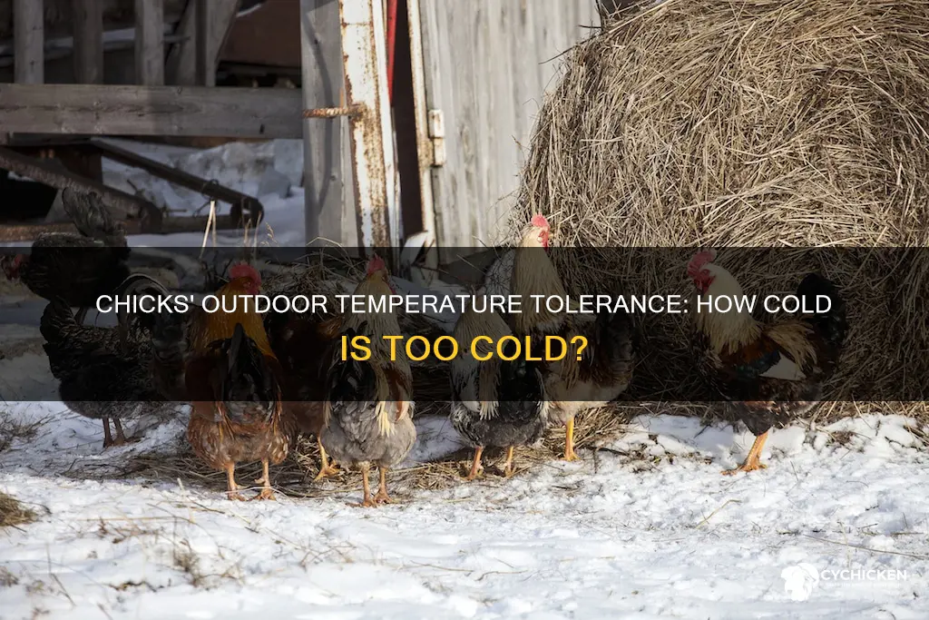 Chicks' Outdoor Temperature Tolerance: How Cold Is Too Cold? | CyChicken