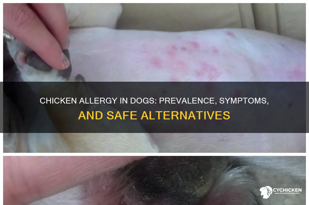 Chicken Allergy In Dogs: Prevalence, Symptoms, And Safe Alternatives ...