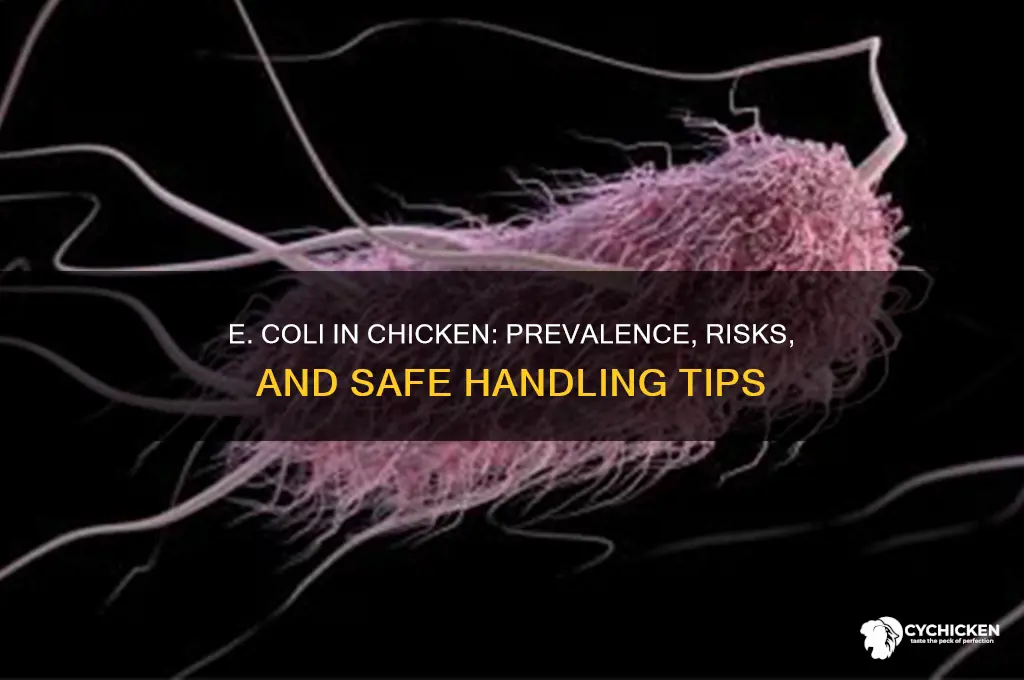 E. Coli In Chicken: Prevalence, Risks, And Safe Handling Tips | CyChicken