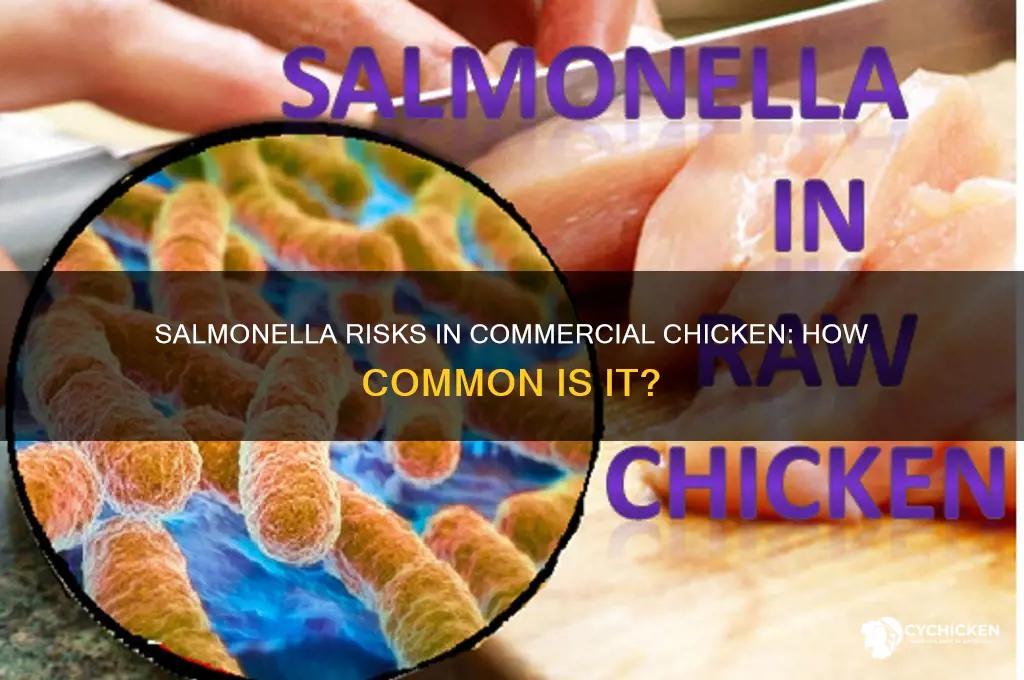 Salmonella Risks In Commercial Chicken: How Common Is It? | CyChicken
