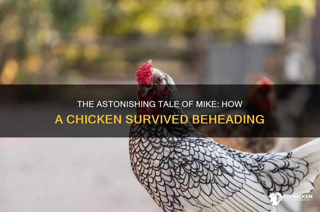 The Astonishing Tale Of Mike: How A Chicken Survived Beheading | CyChicken