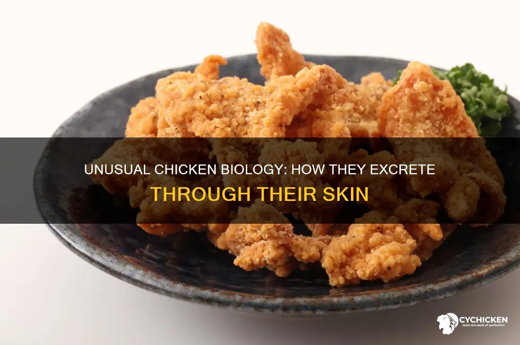 Unusual Chicken Biology: How They Excrete Through Their Skin | CyChicken
