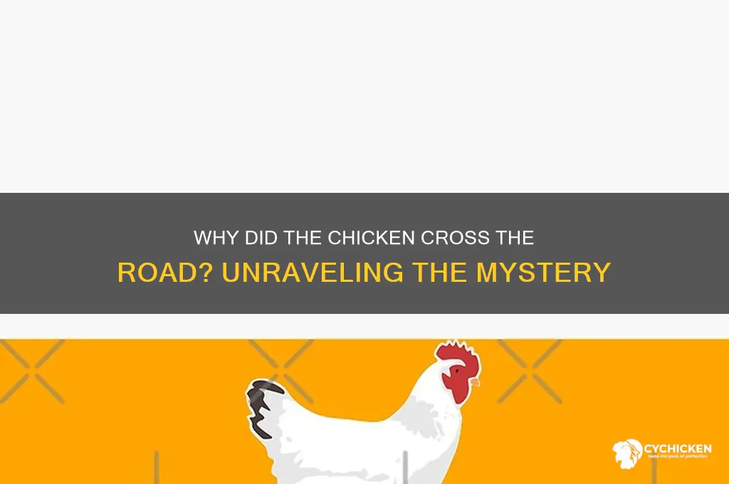 Why Did The Chicken Cross The Road? Unraveling The Mystery | CyChicken