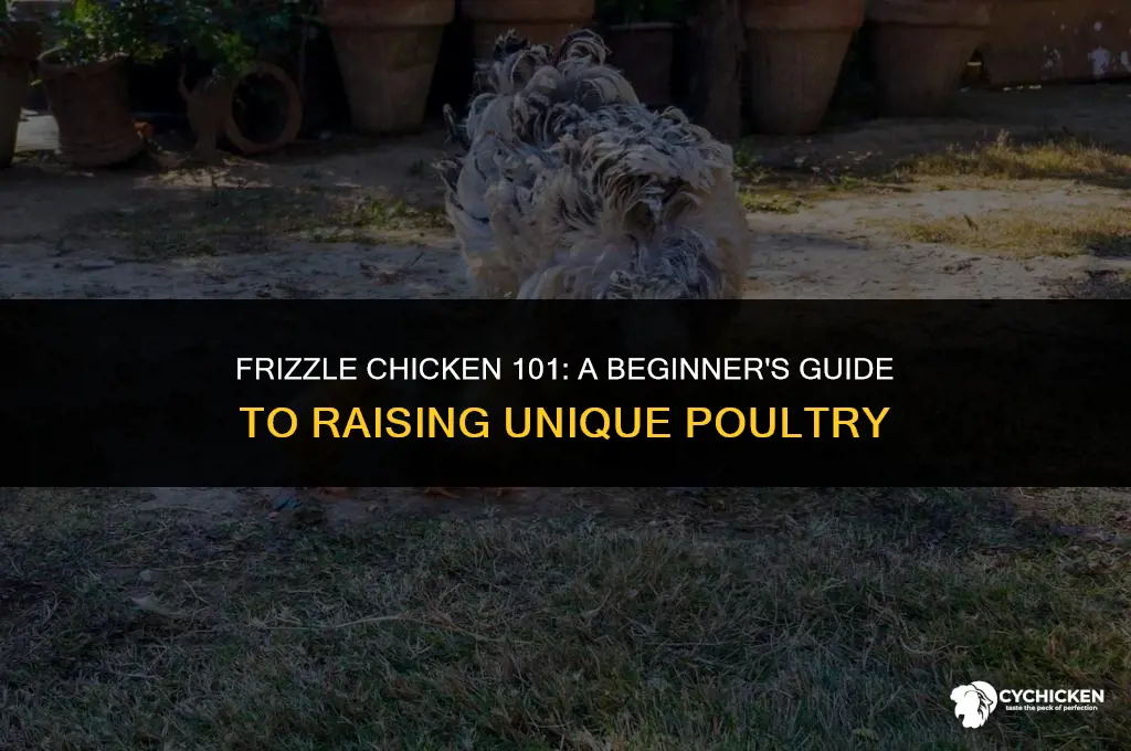 Frizzle Chicken 101: A Beginner's Guide To Raising Unique Poultry ...