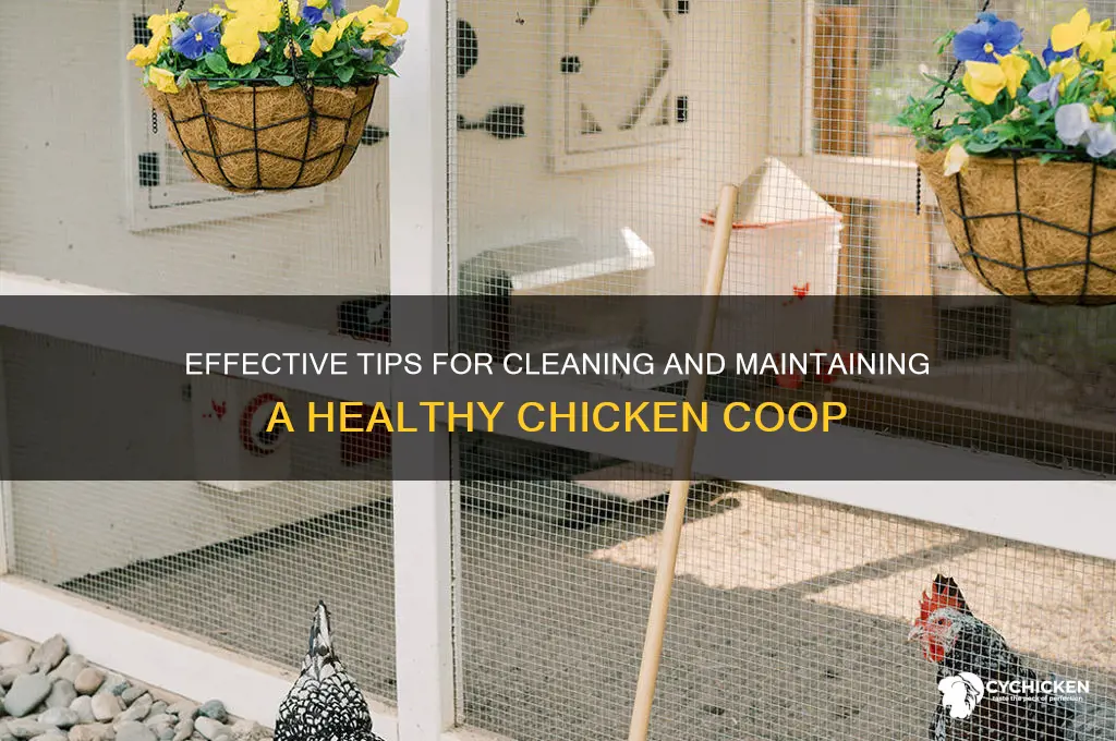 Effective Tips For Cleaning And Maintaining A Healthy Chicken Coop ...