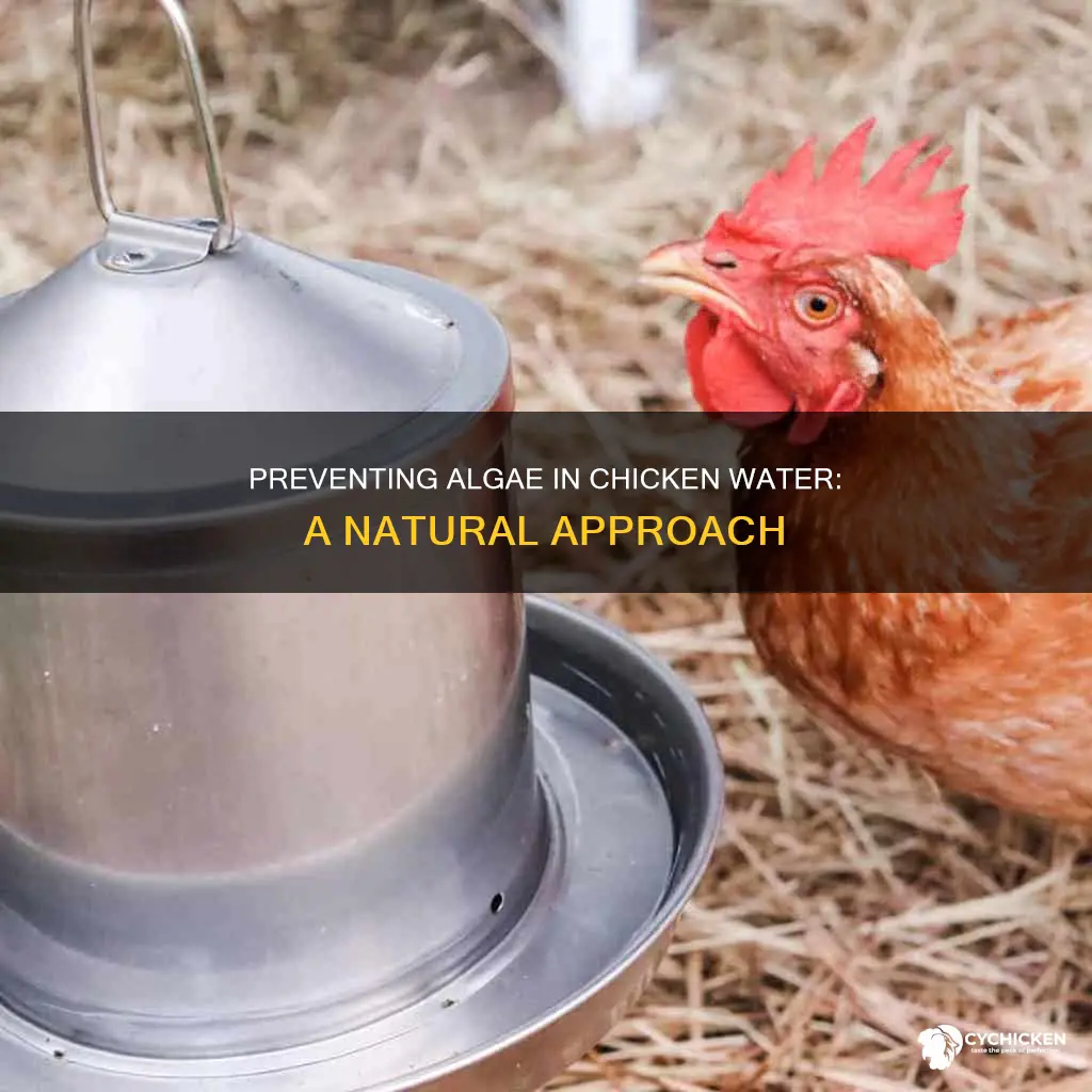 Preventing Algae In Chicken Water: A Natural Approach | CyChicken