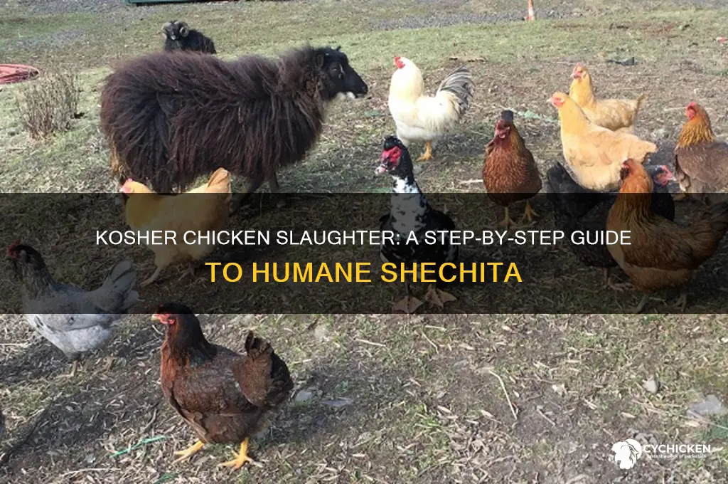 Kosher Chicken Slaughter: A Step-By-Step Guide To Humane Shechita ...