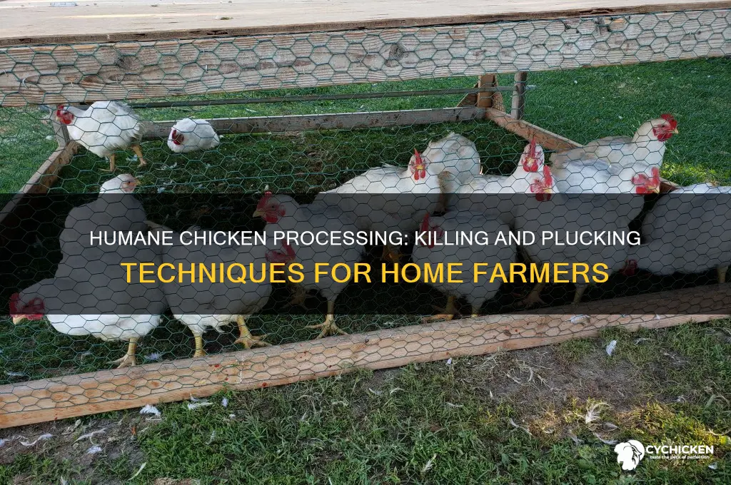 Humane Chicken Processing: Killing And Plucking Techniques For Home ...