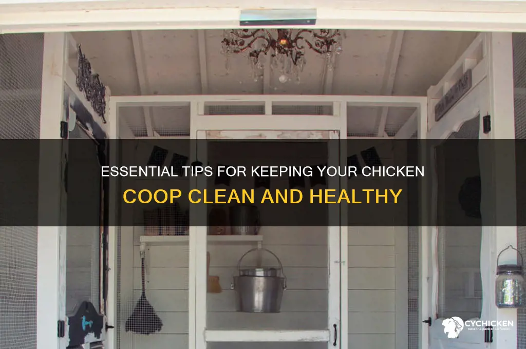 Essential Tips For Keeping Your Chicken Coop Clean And Healthy | CyChicken
