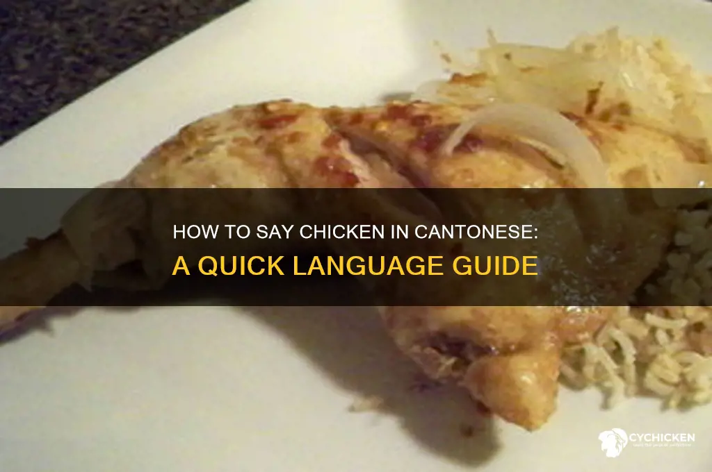 How To Say Chicken In Cantonese: A Quick Language Guide | CyChicken
