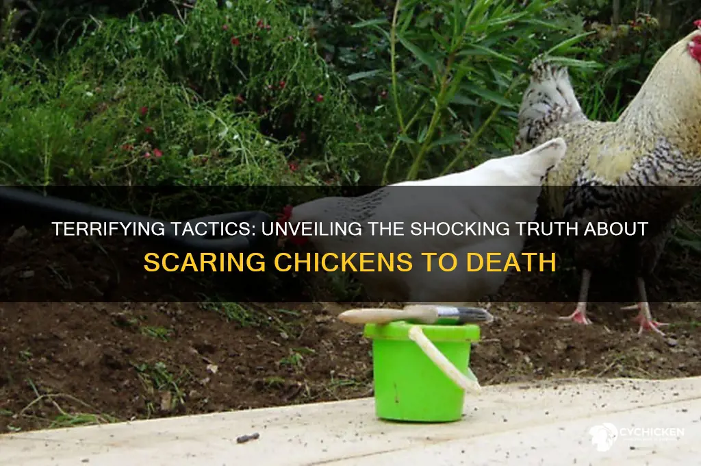 Terrifying Tactics: Unveiling The Shocking Truth About Scaring Chickens ...