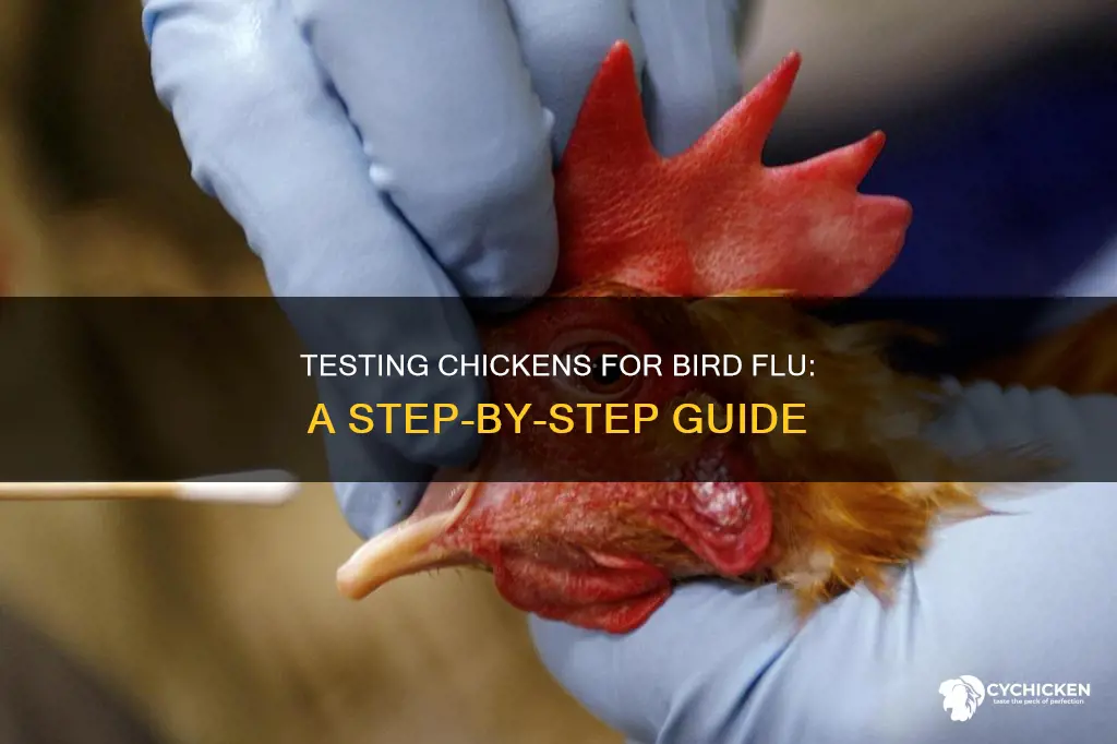 Testing Chickens For Bird Flu: A Step-By-Step Guide | CyChicken