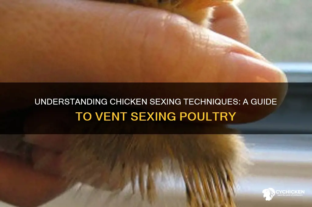 Understanding Chicken Sexing Techniques: A Guide To Vent Sexing Poultry ...